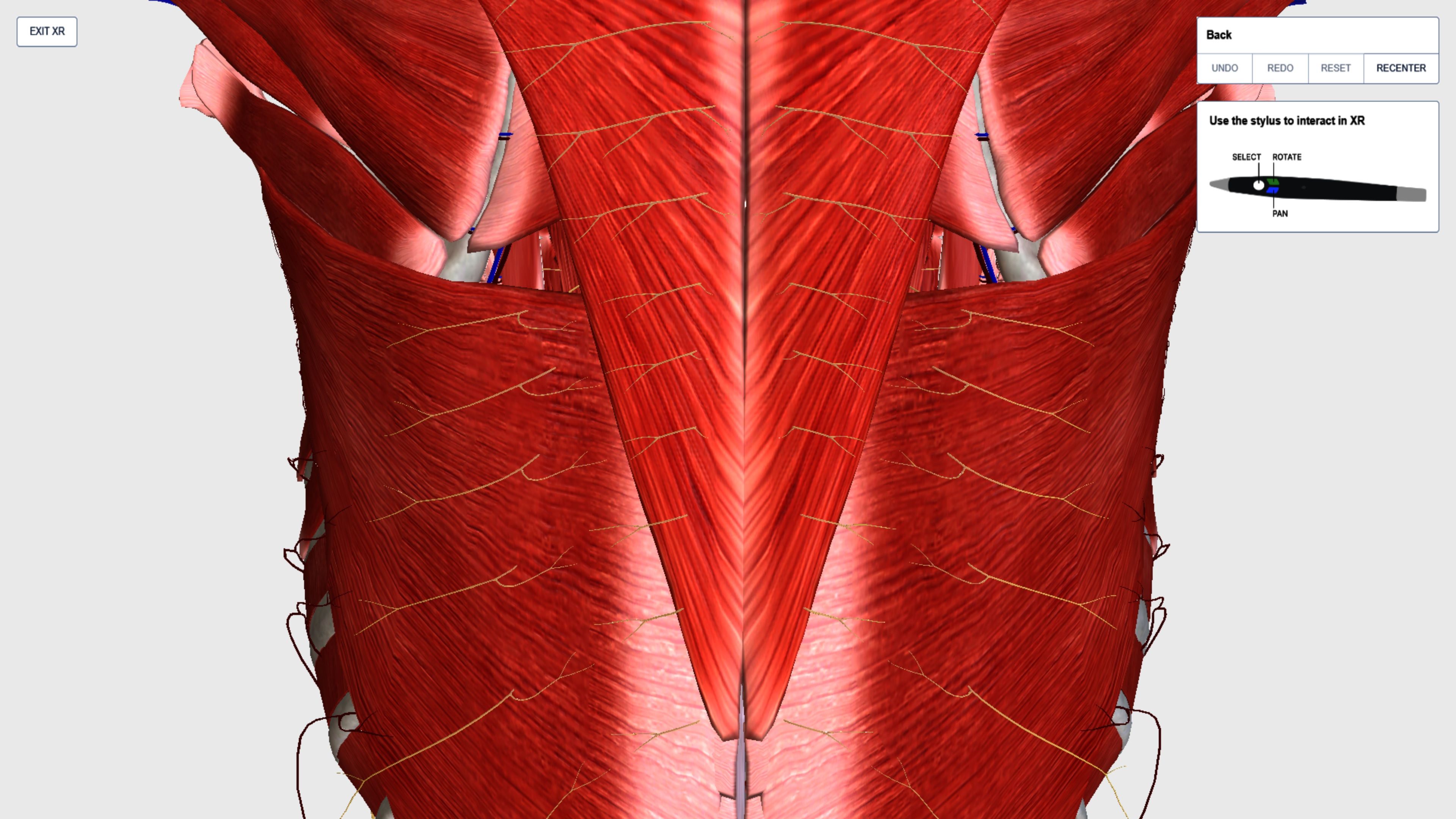 Biodigital Human zSpace