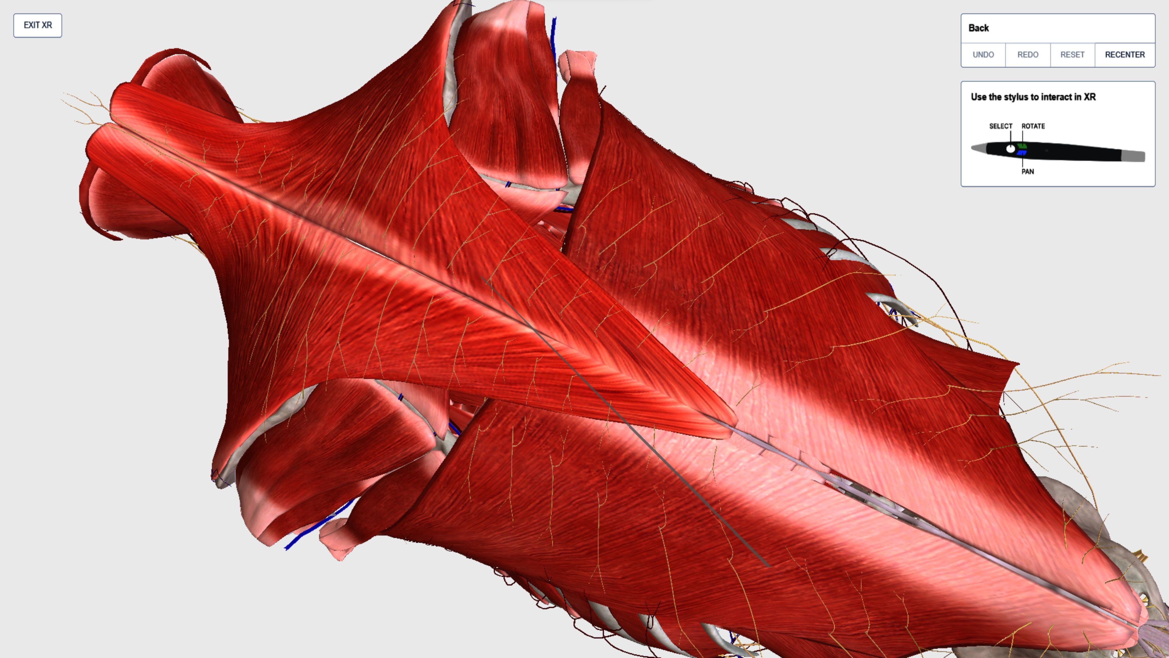 Biodigital Human zSpace