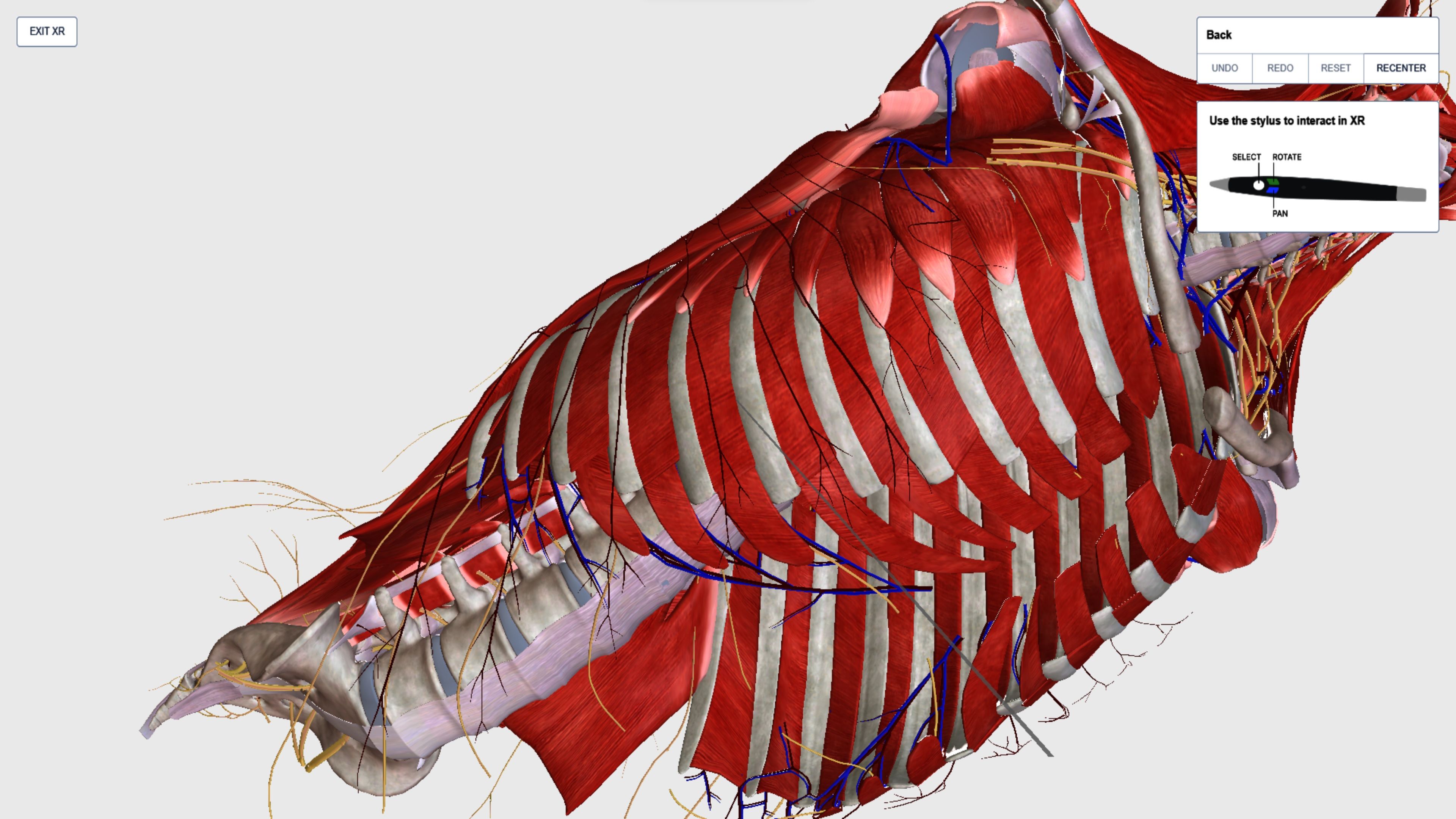 Biodigital Human zSpace